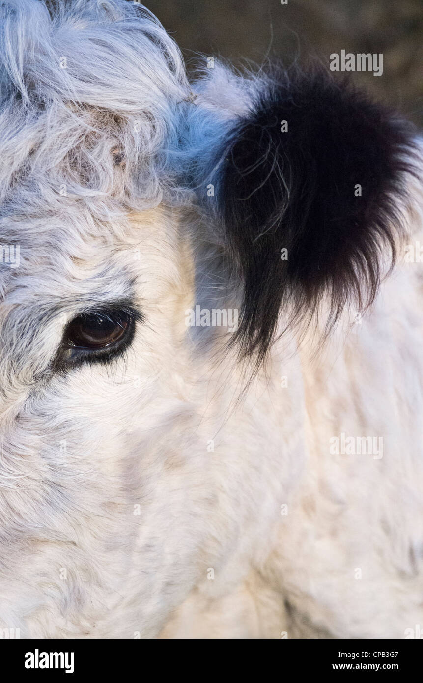 Curly haired cow hi-res stock photography and images - Alamy