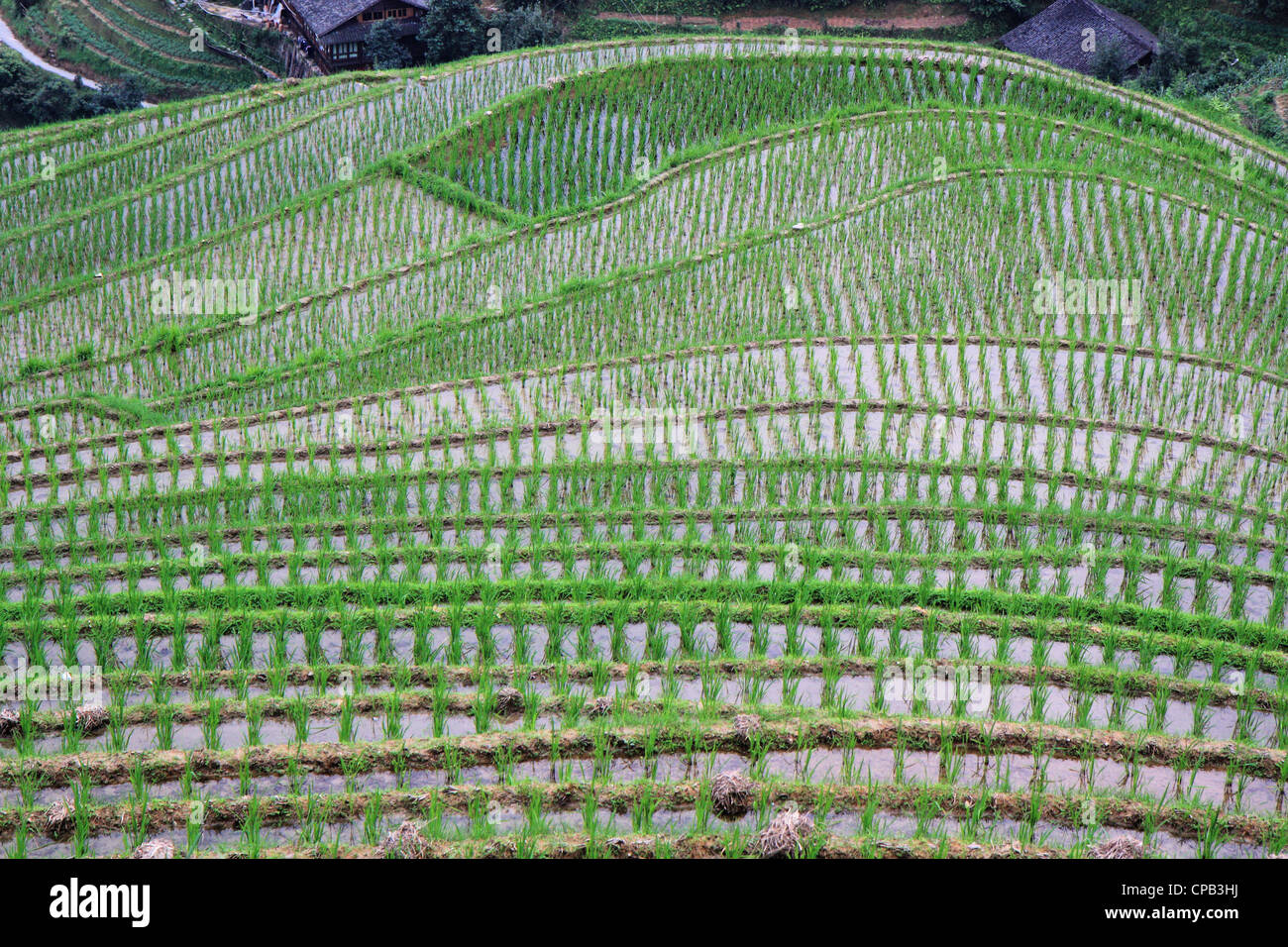 Pingan rice terrace hi-res stock photography and images - Alamy
