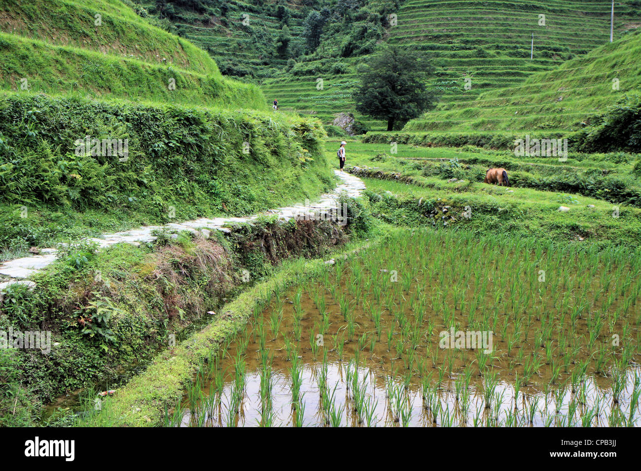 Pingan rice terrace hi-res stock photography and images - Alamy