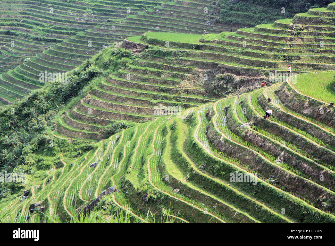 Irrigated rice terrace fields , Pingan , Changxi , China Stock Photo ...