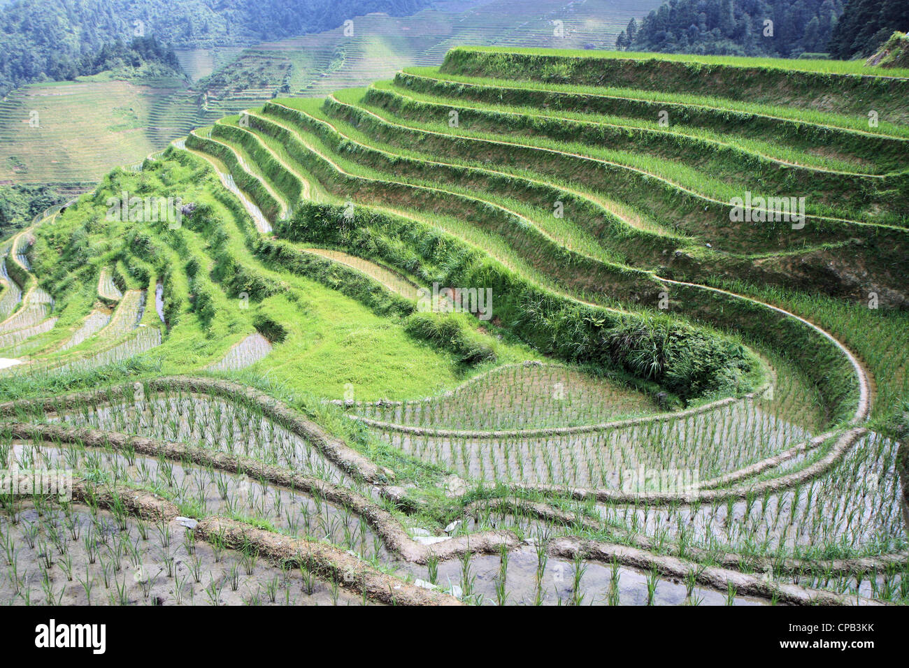 Irrigated rice terrace fields , Pingan , Changxi , China Stock Photo ...