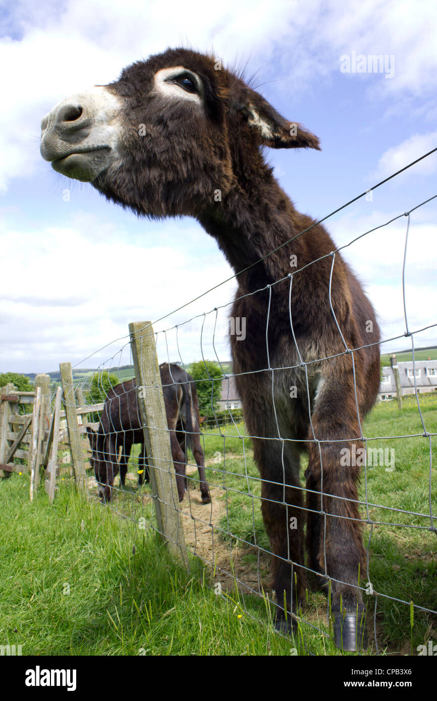 young donkey in pen Stock Photo - Alamy