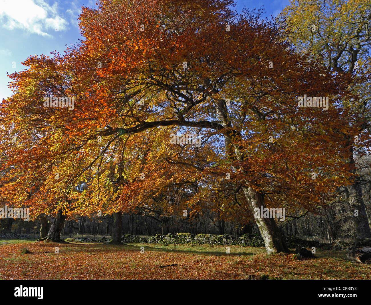 Wonderful colours of beech trees in autumn, Killin, Scotland Stock ...