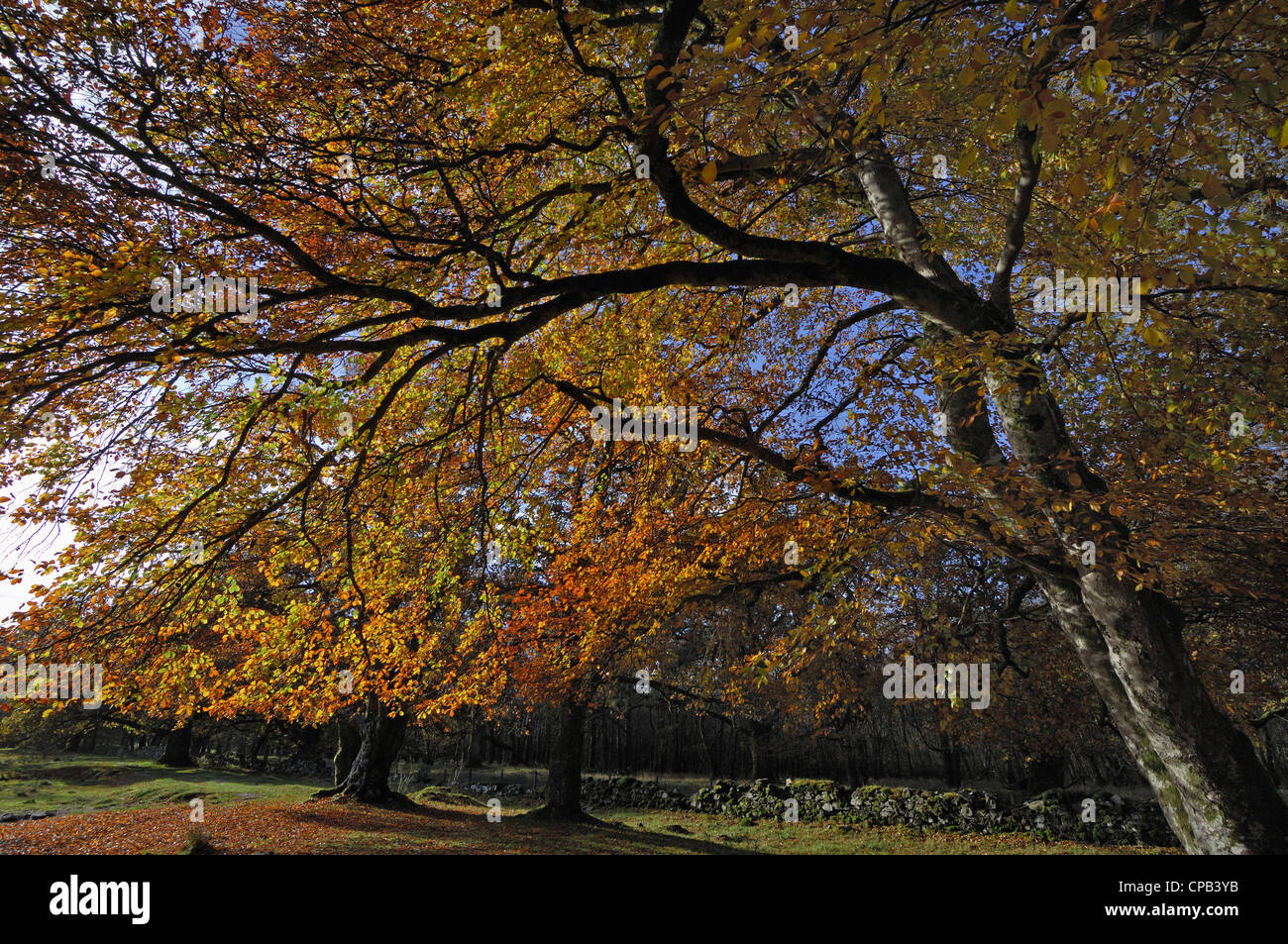 Wonderful colours of beech trees in autumn, Killin, Scotland Stock ...