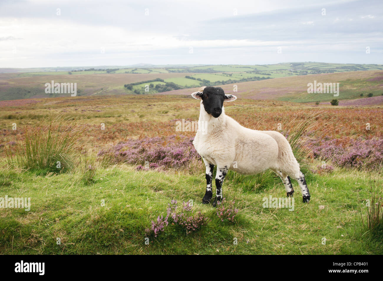 sheep in Exmoor moors, devon, england Stock Photo - Alamy