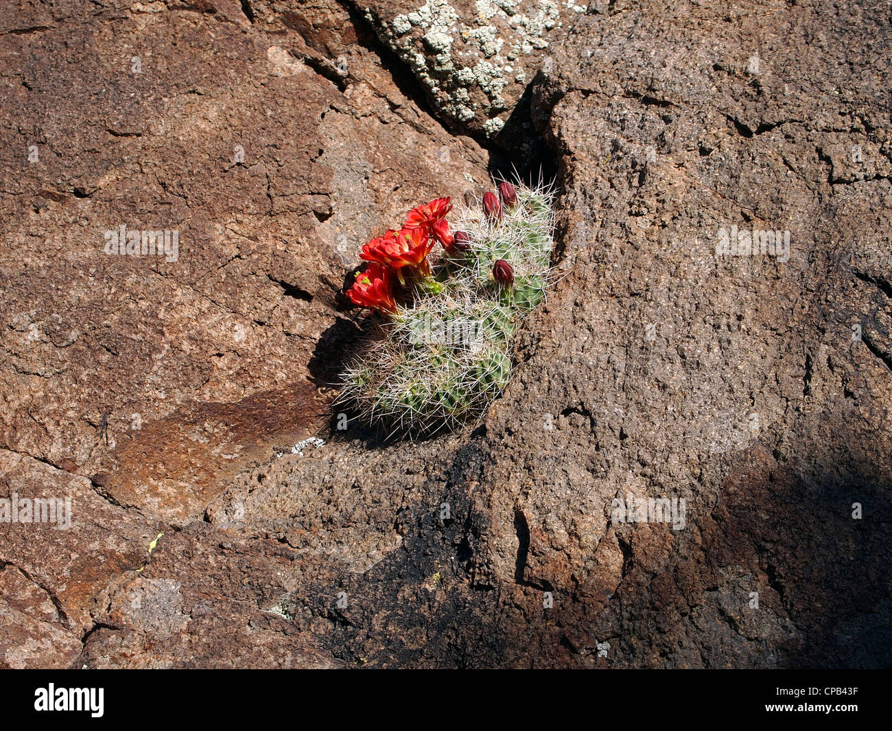 A desert cactus produces red flowers in the spring Stock Photo - Alamy