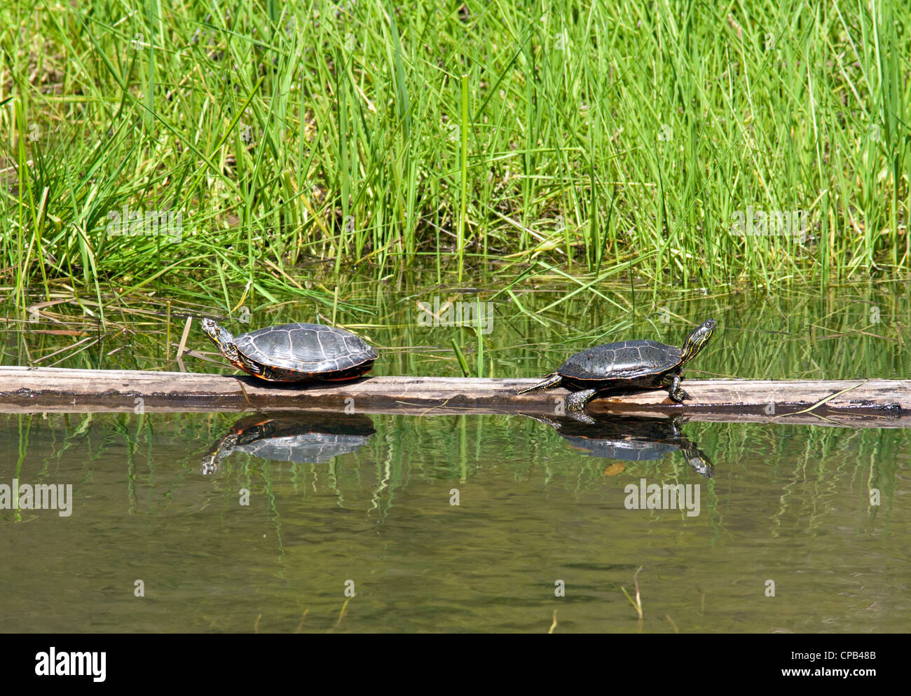 Turtles facing away from the other Stock Photo - Alamy