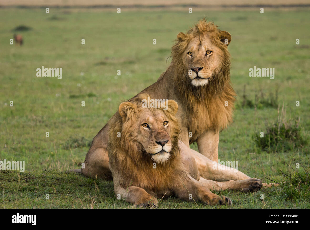 Two lions one sitting, one laying on savannah Stock Photo - Alamy