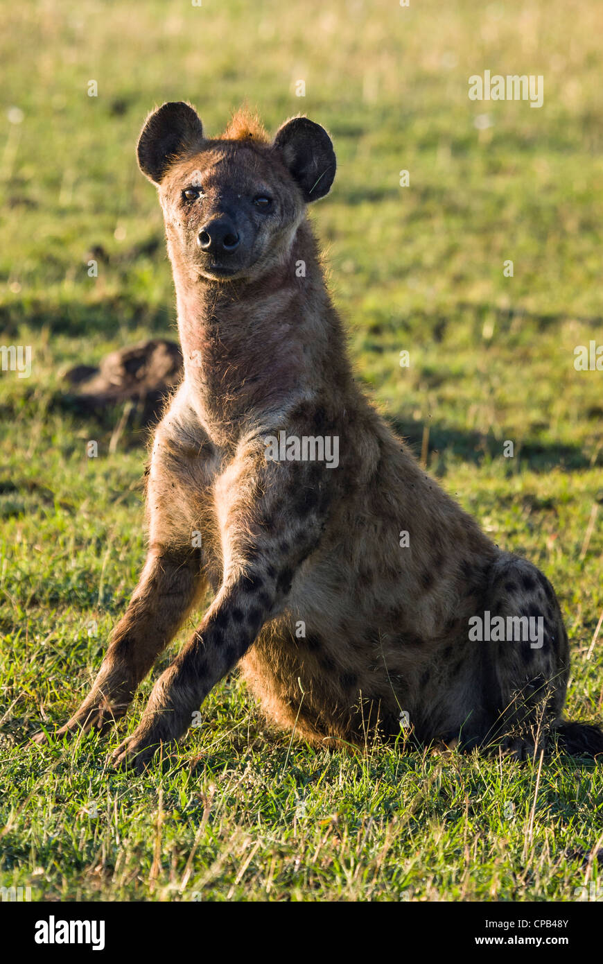 Hyena rising looking into camera Stock Photo - Alamy