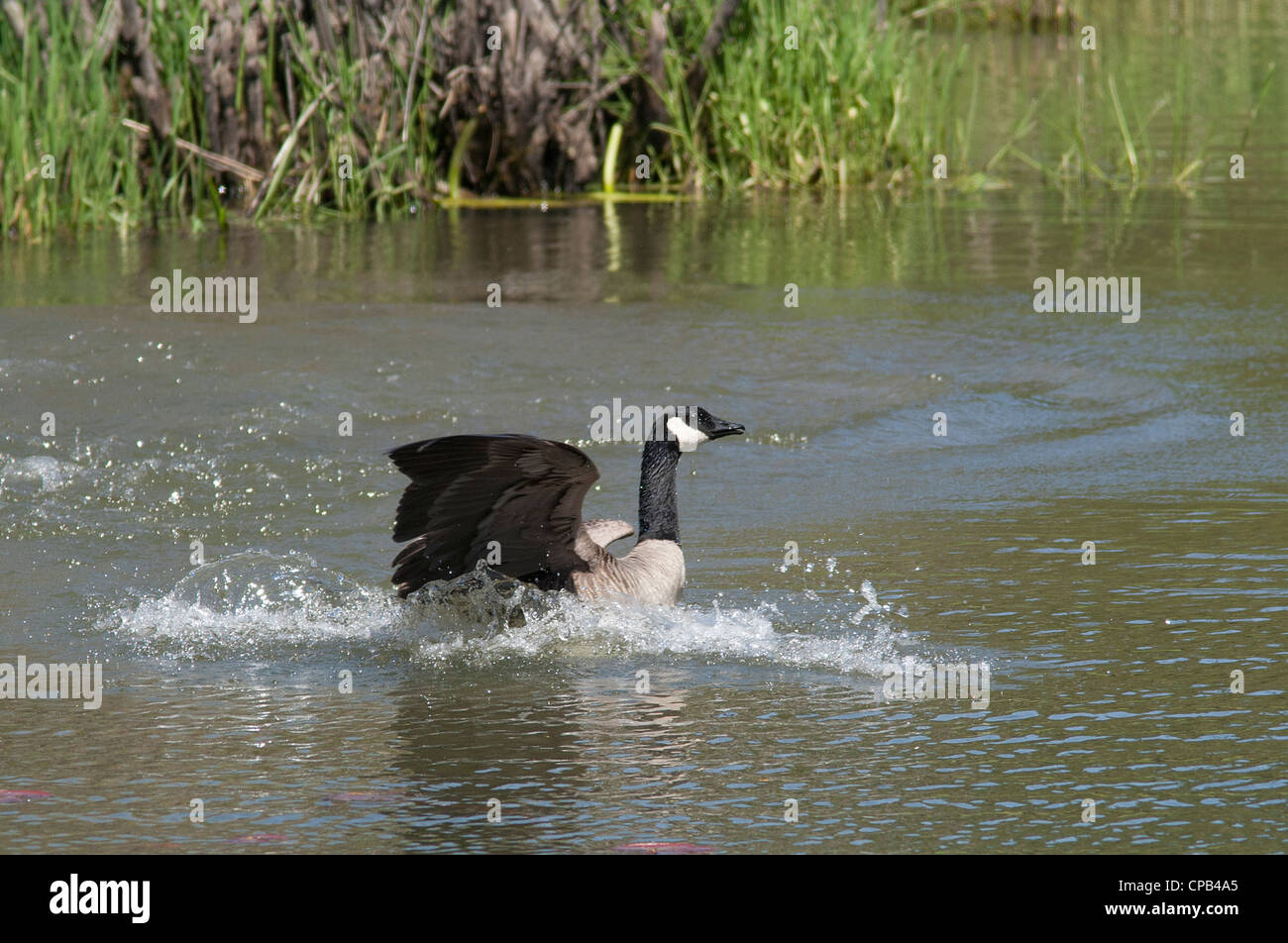 Goose water fowl landing splash hi-res stock photography and images - Alamy