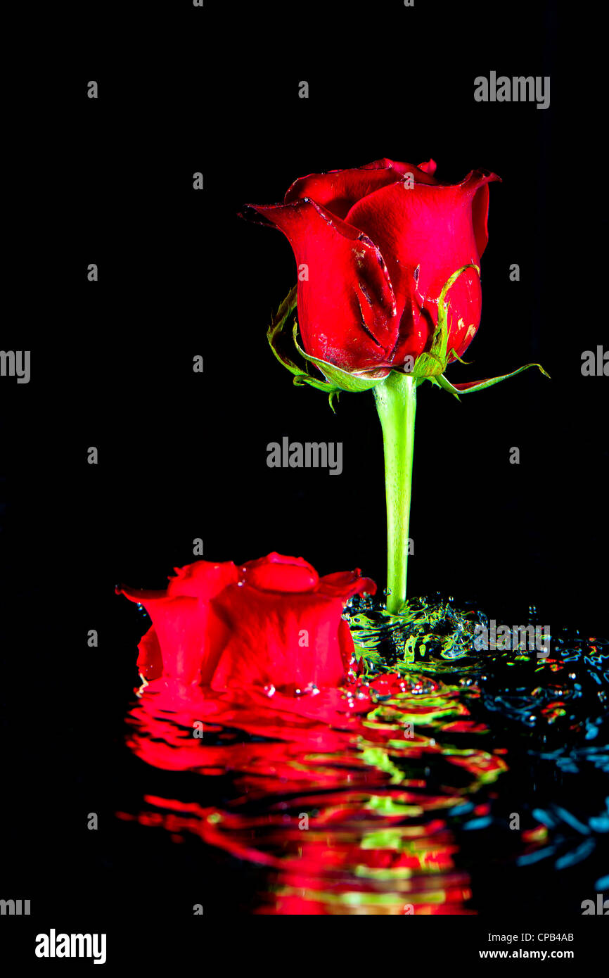 Roses rising up from water Stock Photo - Alamy