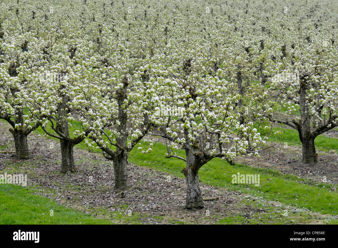 Apple Orchard, Kent, England, UK Stock Photo - Alamy