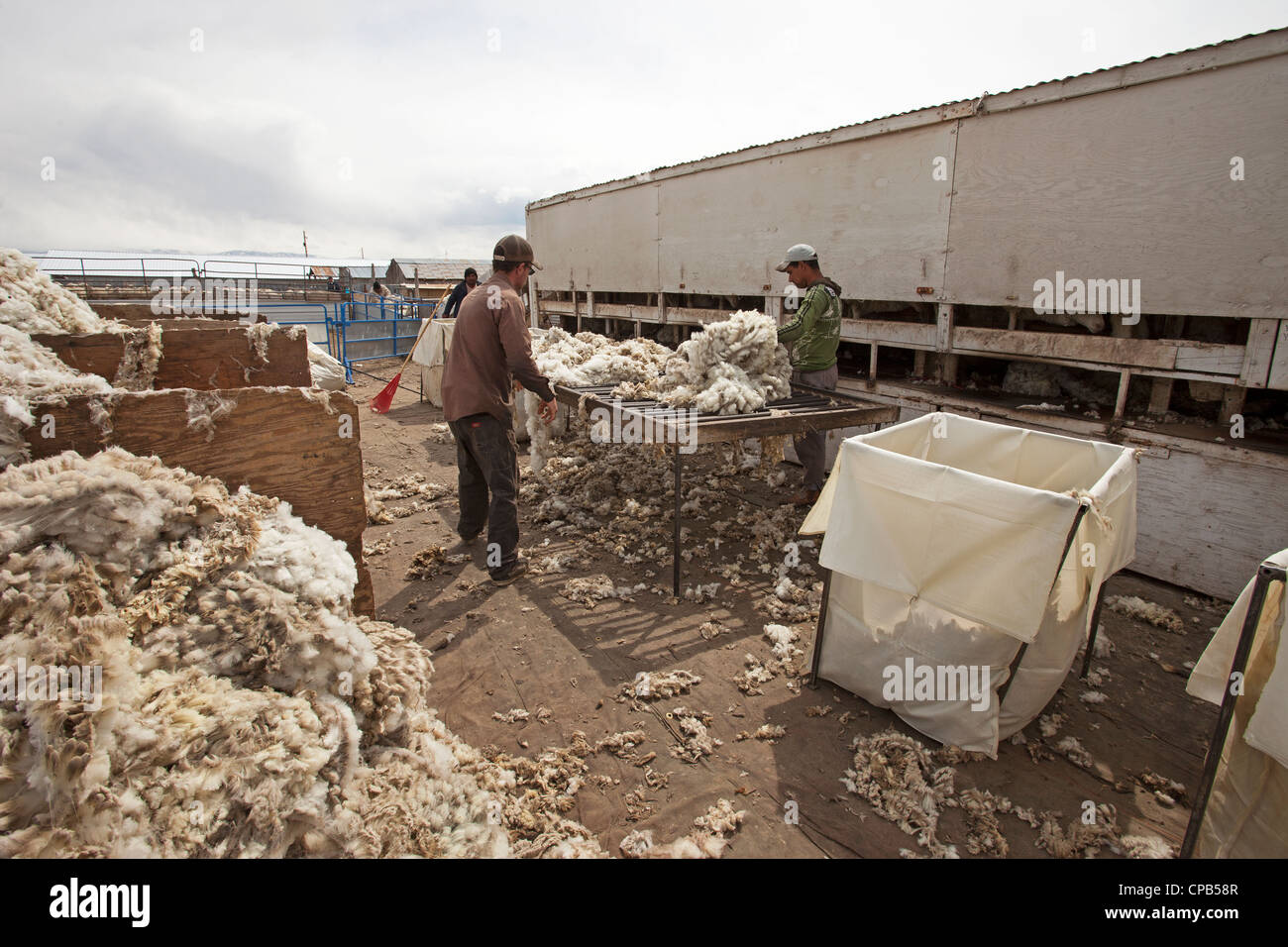 Sheep wool on sort table and quality check on livestock ranch to ...