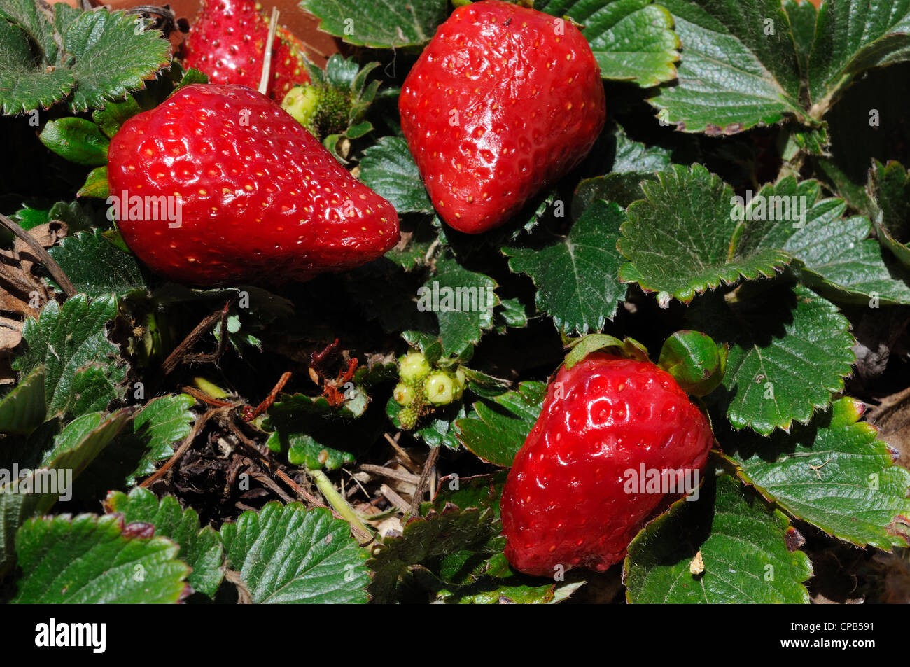 Strawberry plant hi-res stock photography and images - Alamy