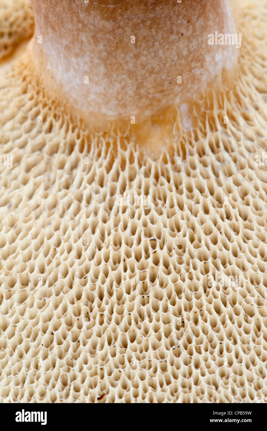 Spore tubes on underside of toadstool: Boletus sp Stock Photo - Alamy