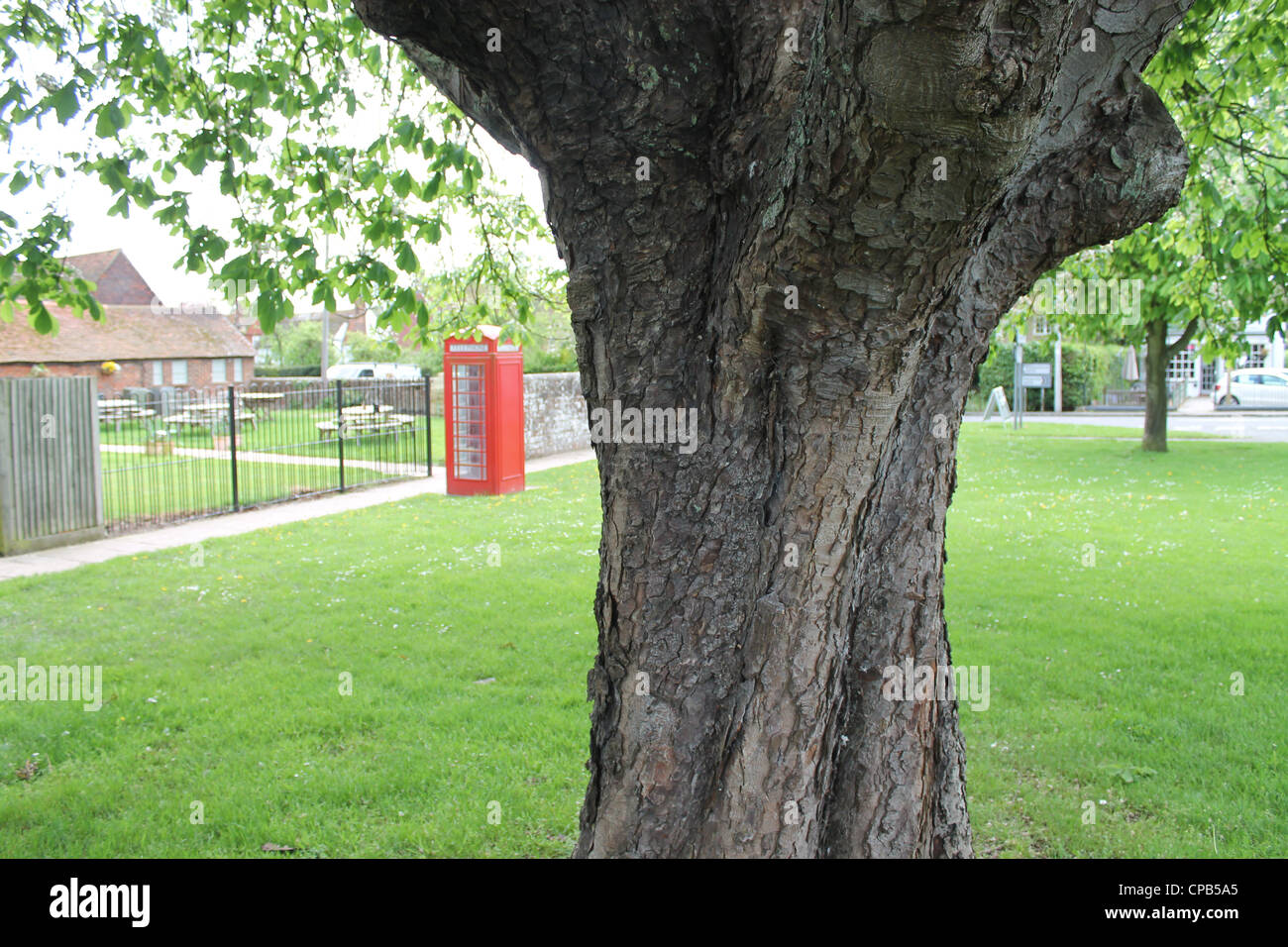 Spreading chestnut tree hi-res stock photography and images - Alamy
