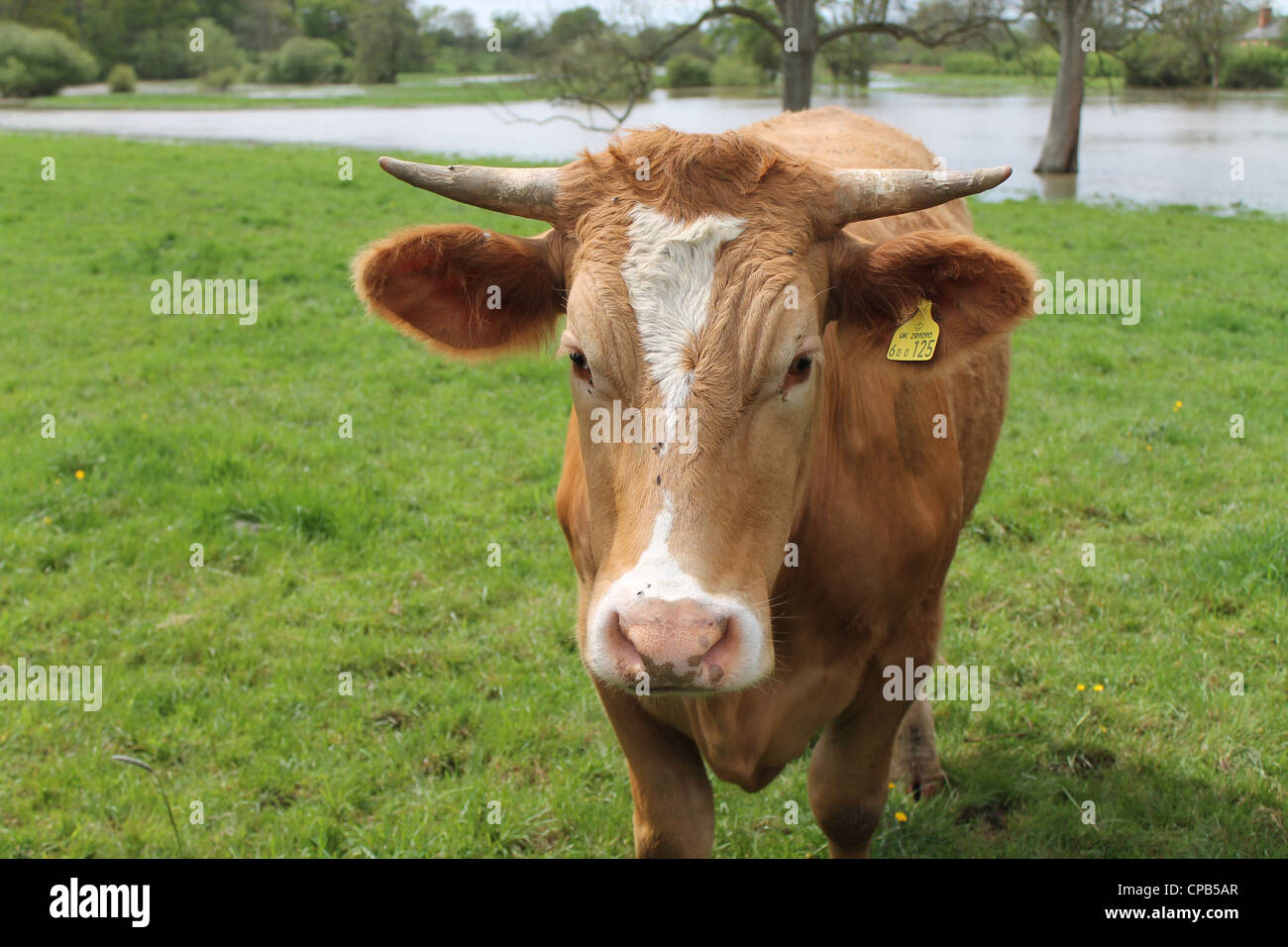 Frowning Brown Cow Stock Photo - Alamy