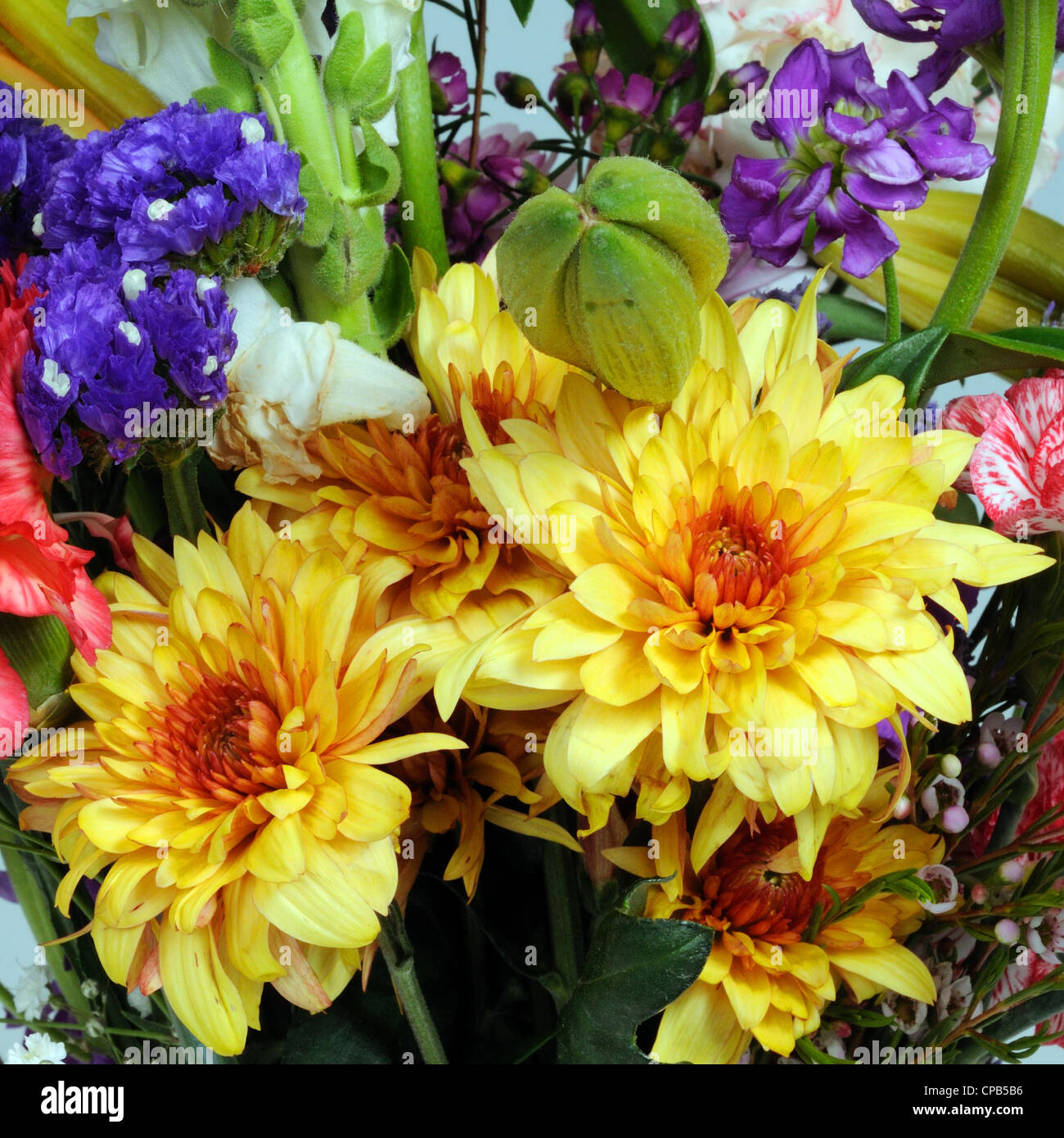 Chrysanthemum flower display hi-res stock photography and images - Alamy