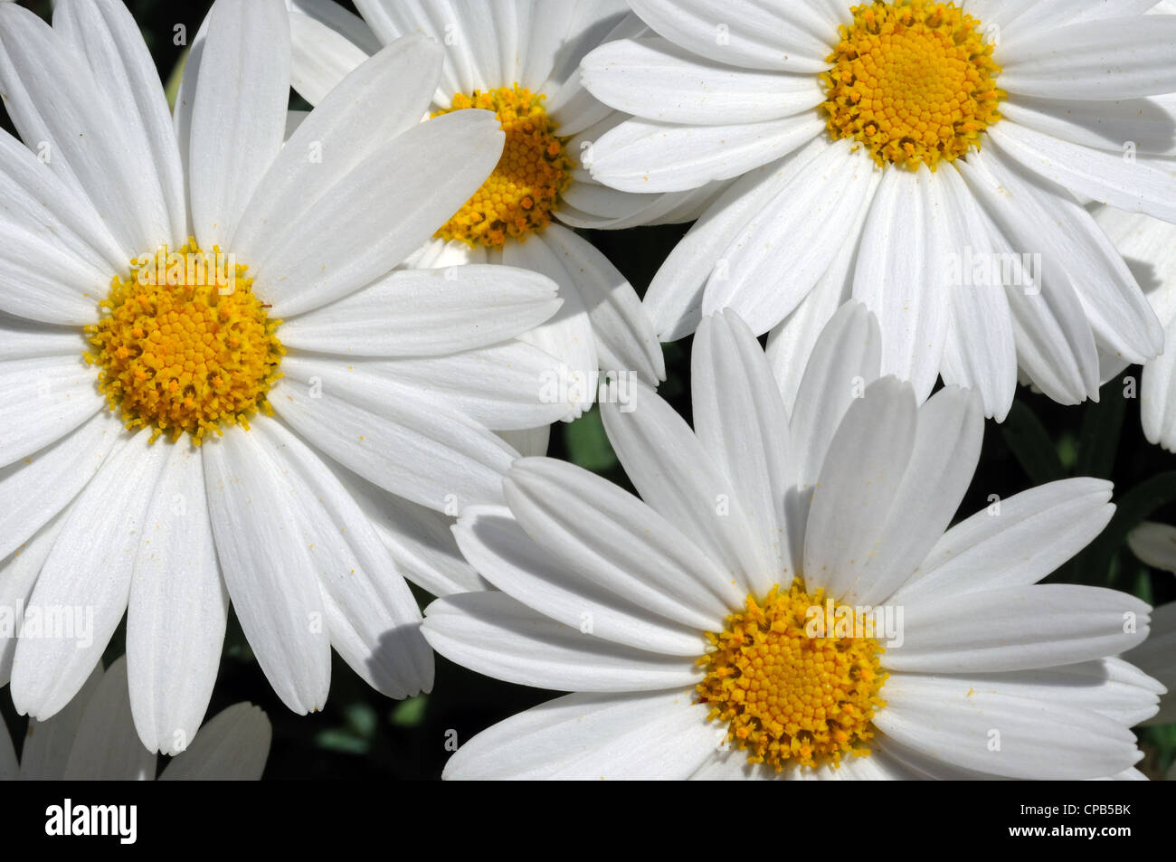 White Chrysanthemum flowers Stock Photo - Alamy