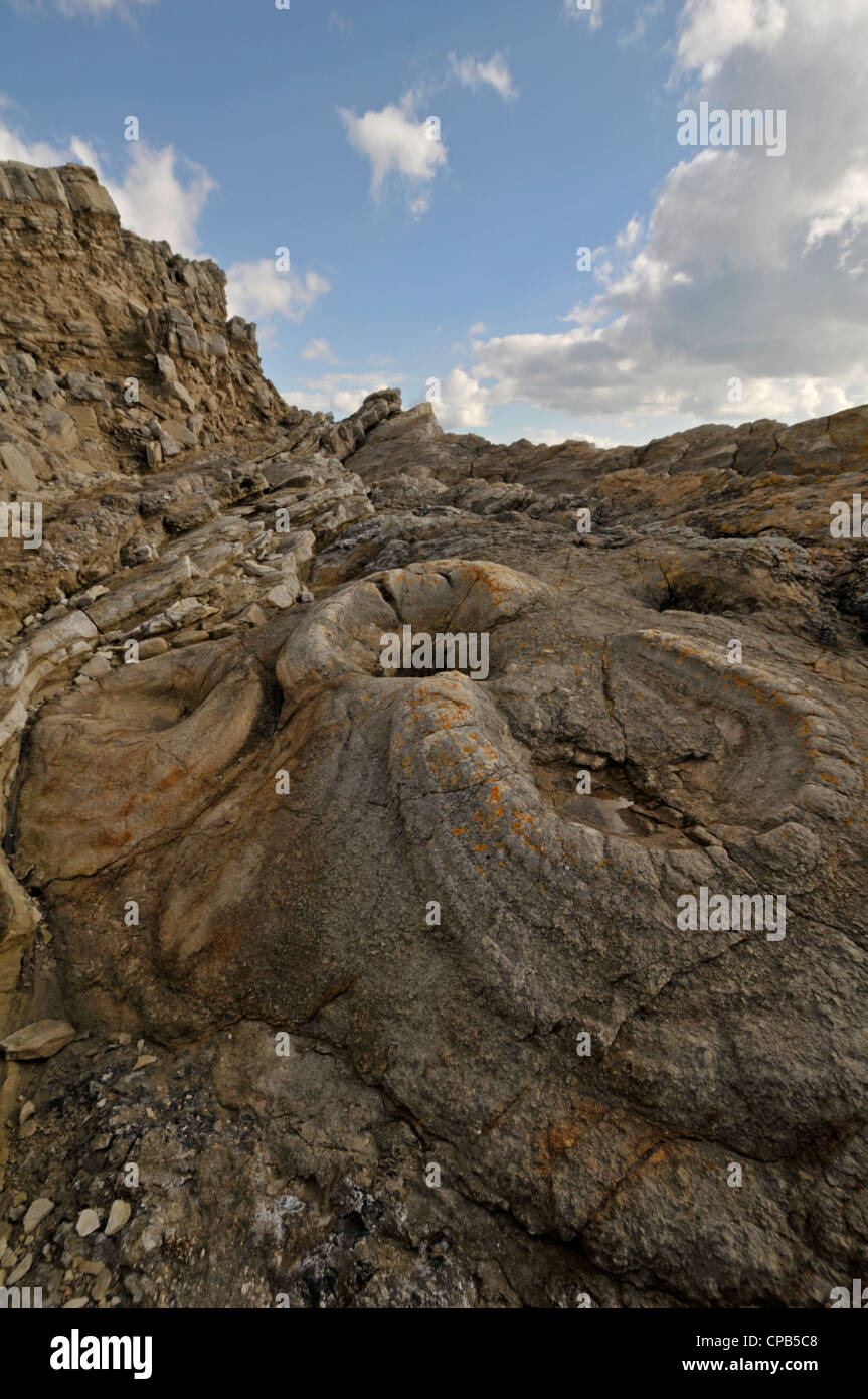 Fossil forest dorset hi-res stock photography and images - Alamy