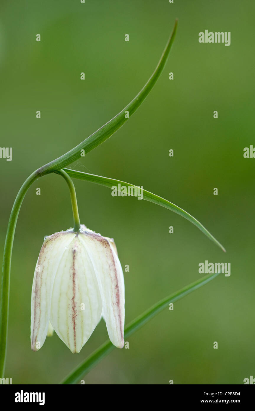 White snakeshead fritillary hi-res stock photography and images - Alamy