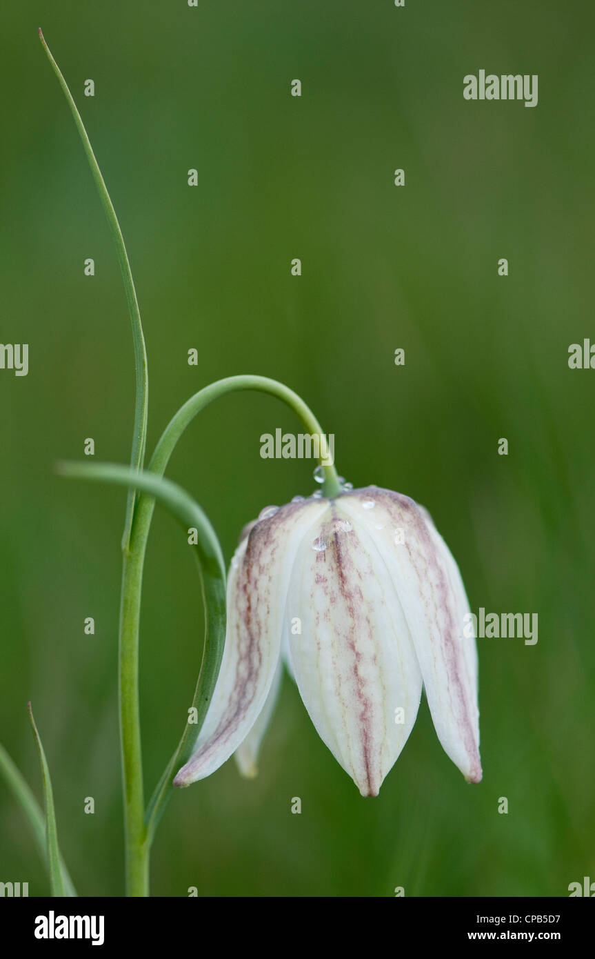 White snakeshead fritillary hi-res stock photography and images - Alamy