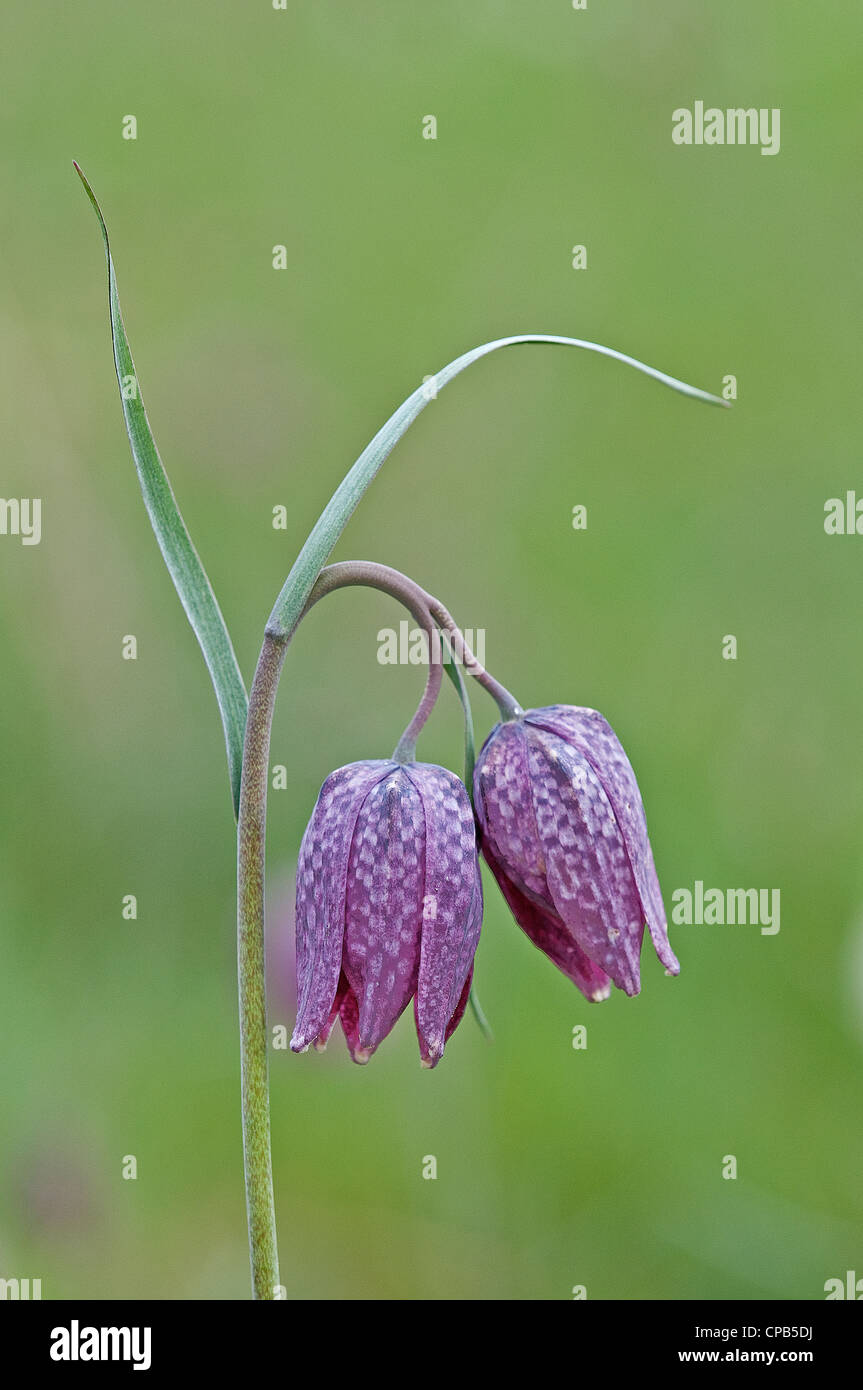 Purple snakeshead fritillary hi-res stock photography and images - Alamy