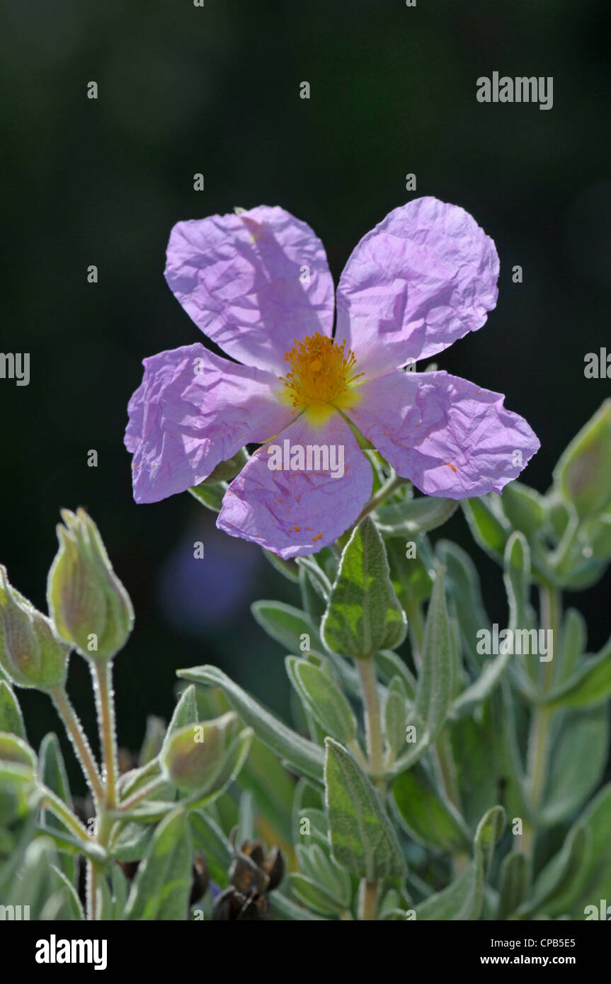 Leaved cistus hi-res stock photography and images - Alamy