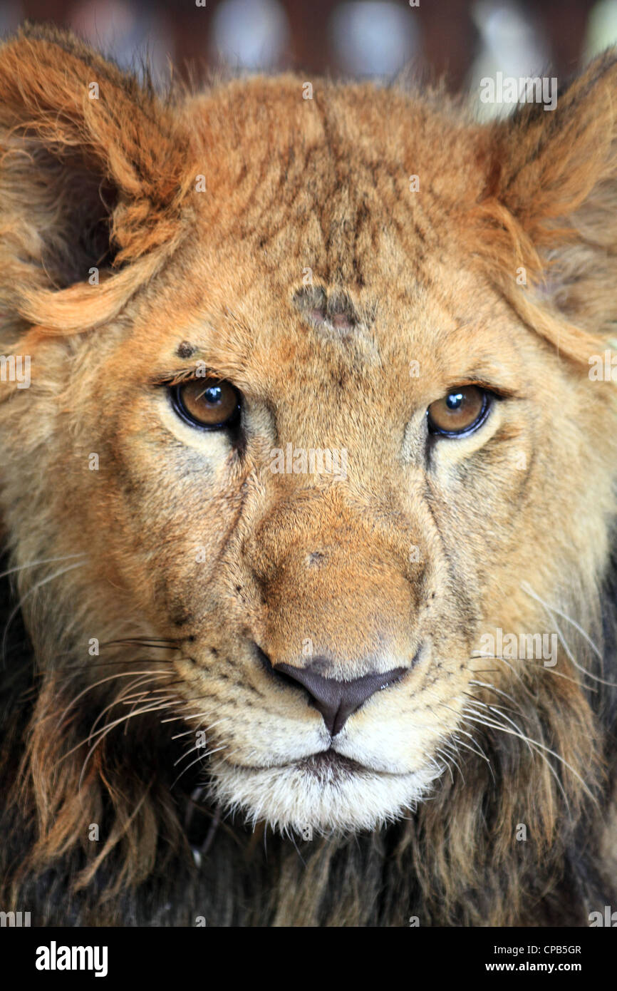 Lion cub closeup portrait Stock Photo - Alamy