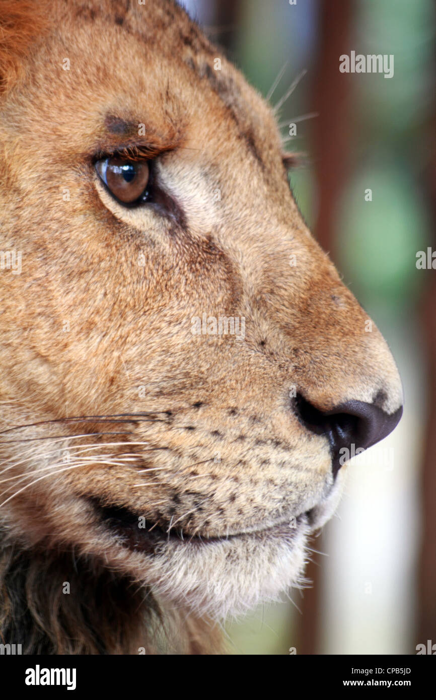 Lion cub closeup portrait Stock Photo - Alamy