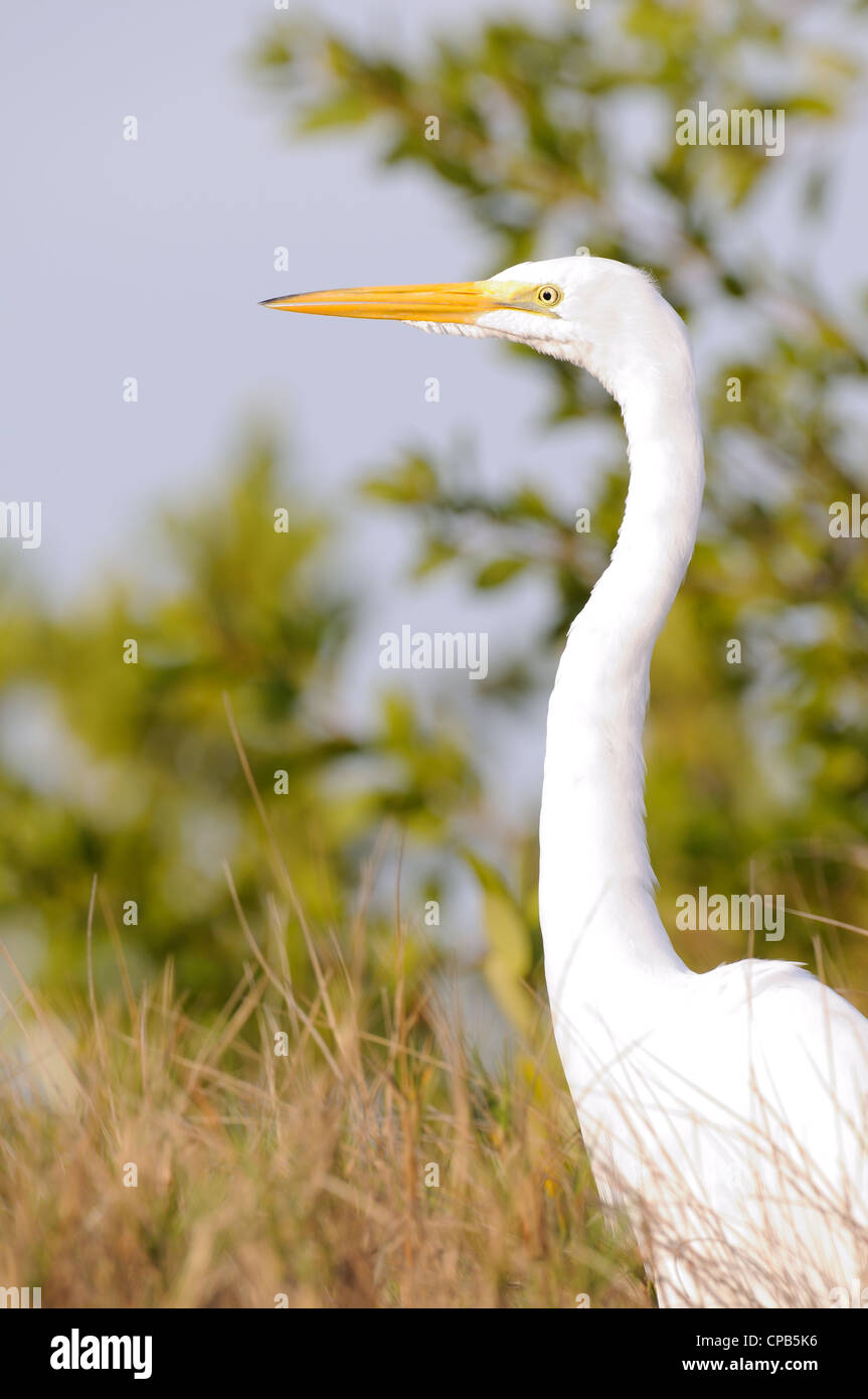 Great White Egret sticking his neck out in front of bushes in the ...