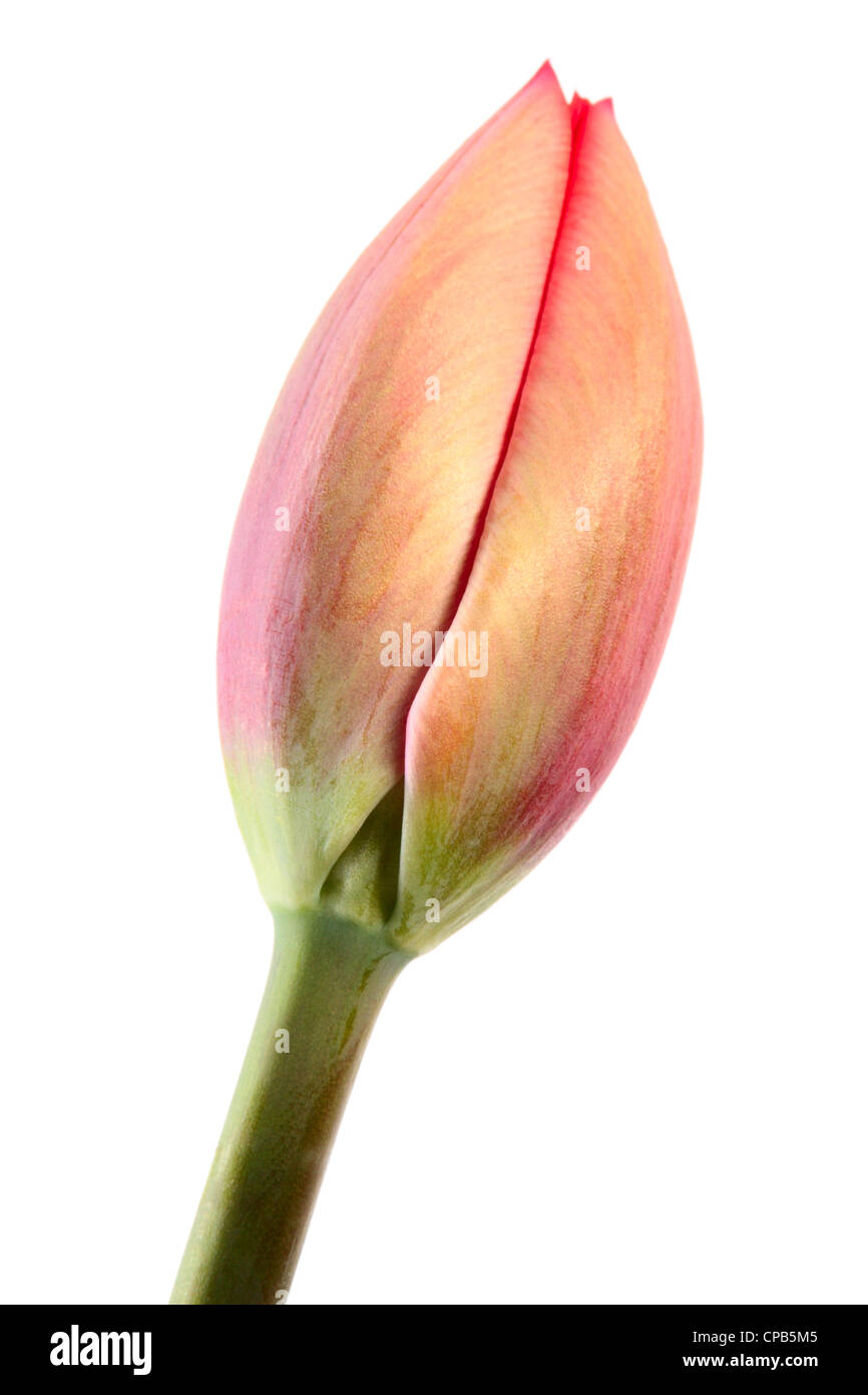 Tulip. One not opened flower isolated on white Stock Photo - Alamy