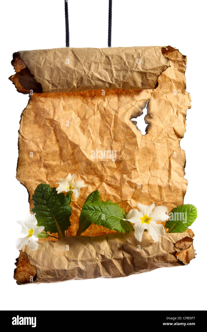 Spring scroll with flowers of primrose. There is copy-space. Isolated ...