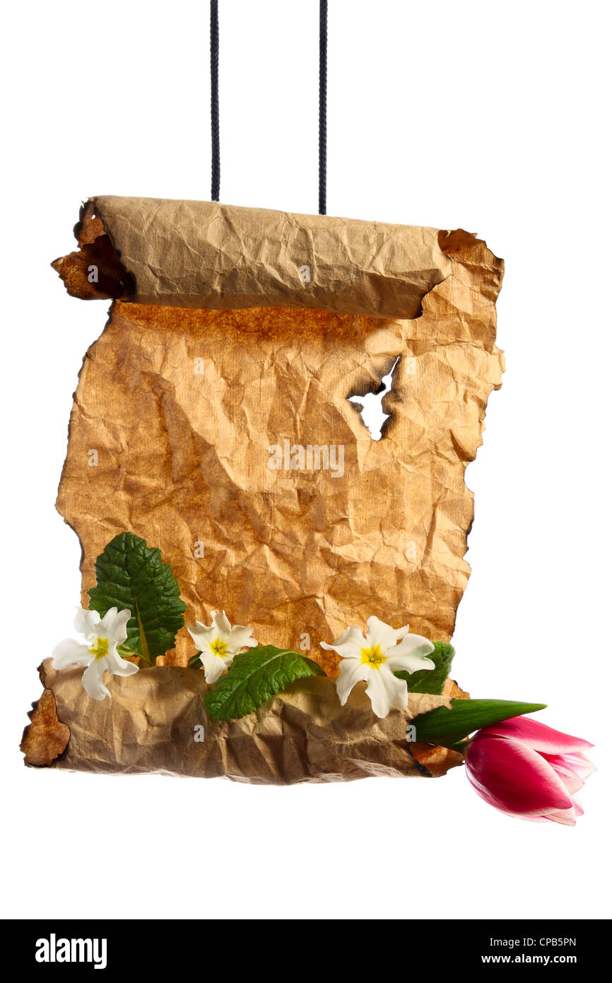 Spring banner. Flowers in scroll with copy-space. Isolated on white ...