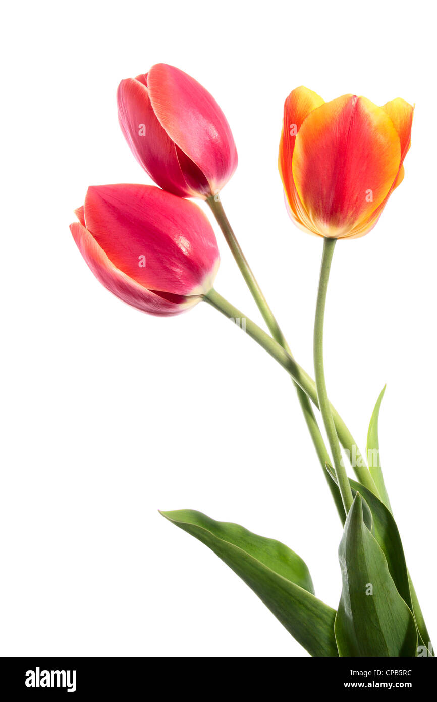 Three flowers isolated on white Stock Photo - Alamy