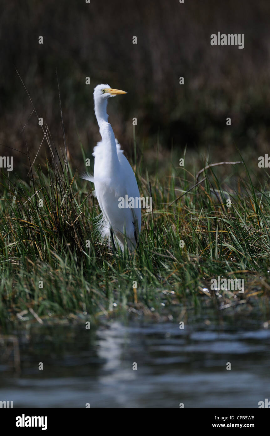 Great White Egret sticking his neck out in front of bushes in the ...