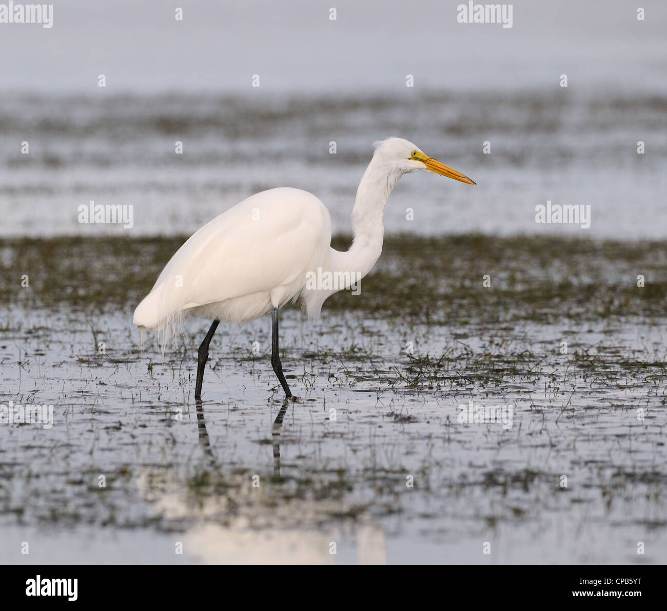 Great White Egret sticking his neck out in front of bushes in the ...