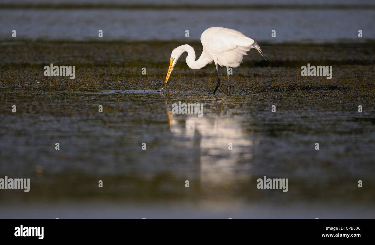 Great White Egret sticking his neck out in front of bushes in the ...