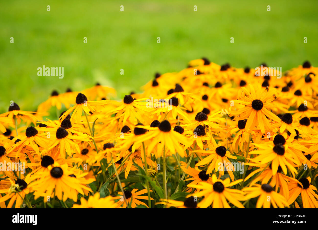 Yellow flower on the green background Stock Photo - Alamy
