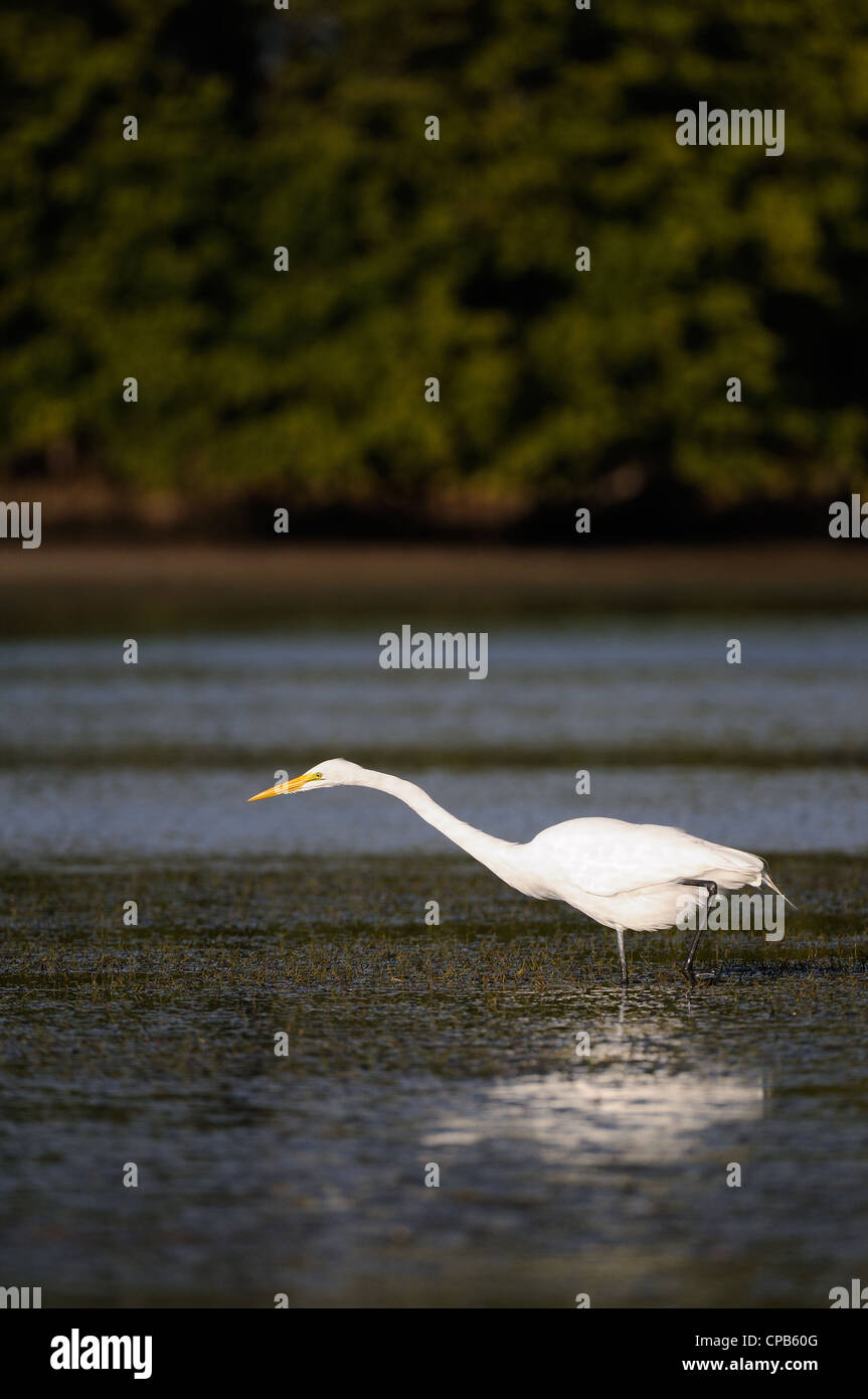 Great White Egret sticking his neck out in front of bushes in the ...