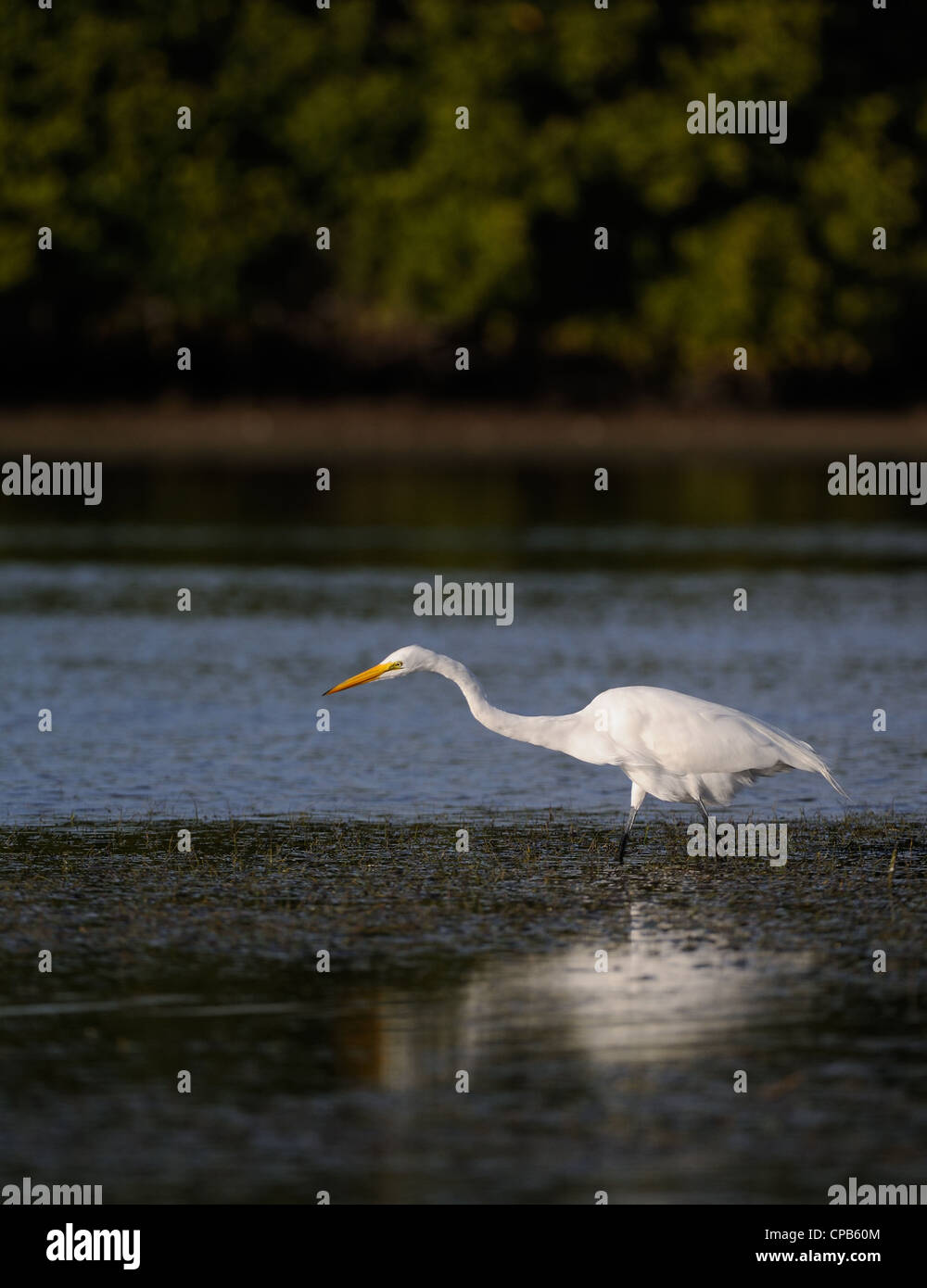 Great White Egret sticking his neck out in front of bushes in the ...