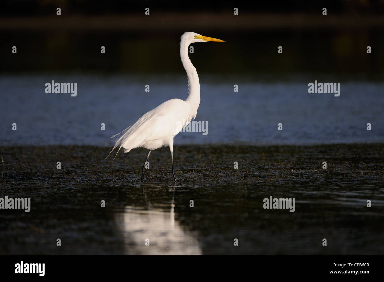 Great White Egret sticking his neck out in front of bushes in the ...