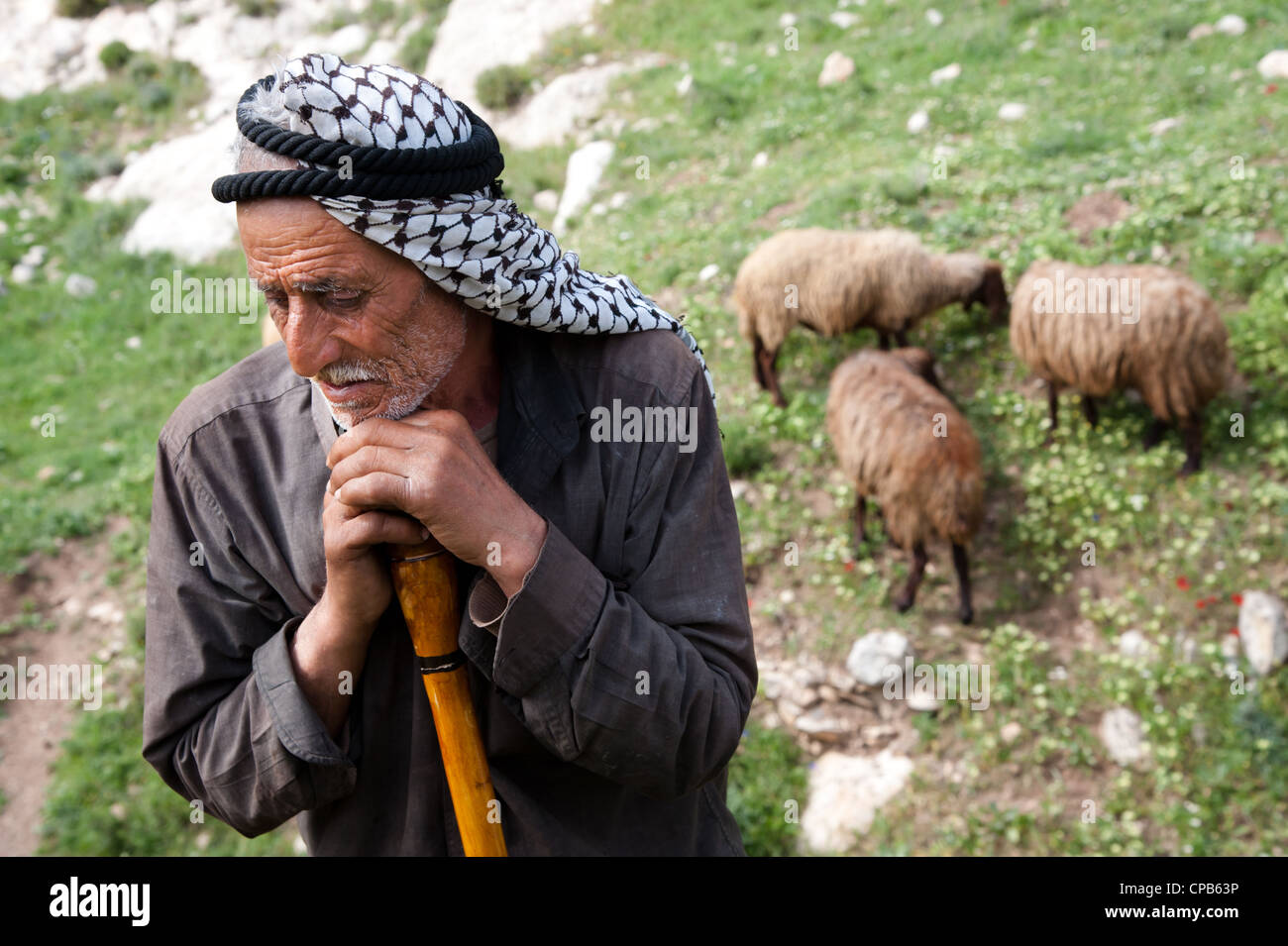 A Palestinian shepherd tends his flocks of sheep near the West Bank ...