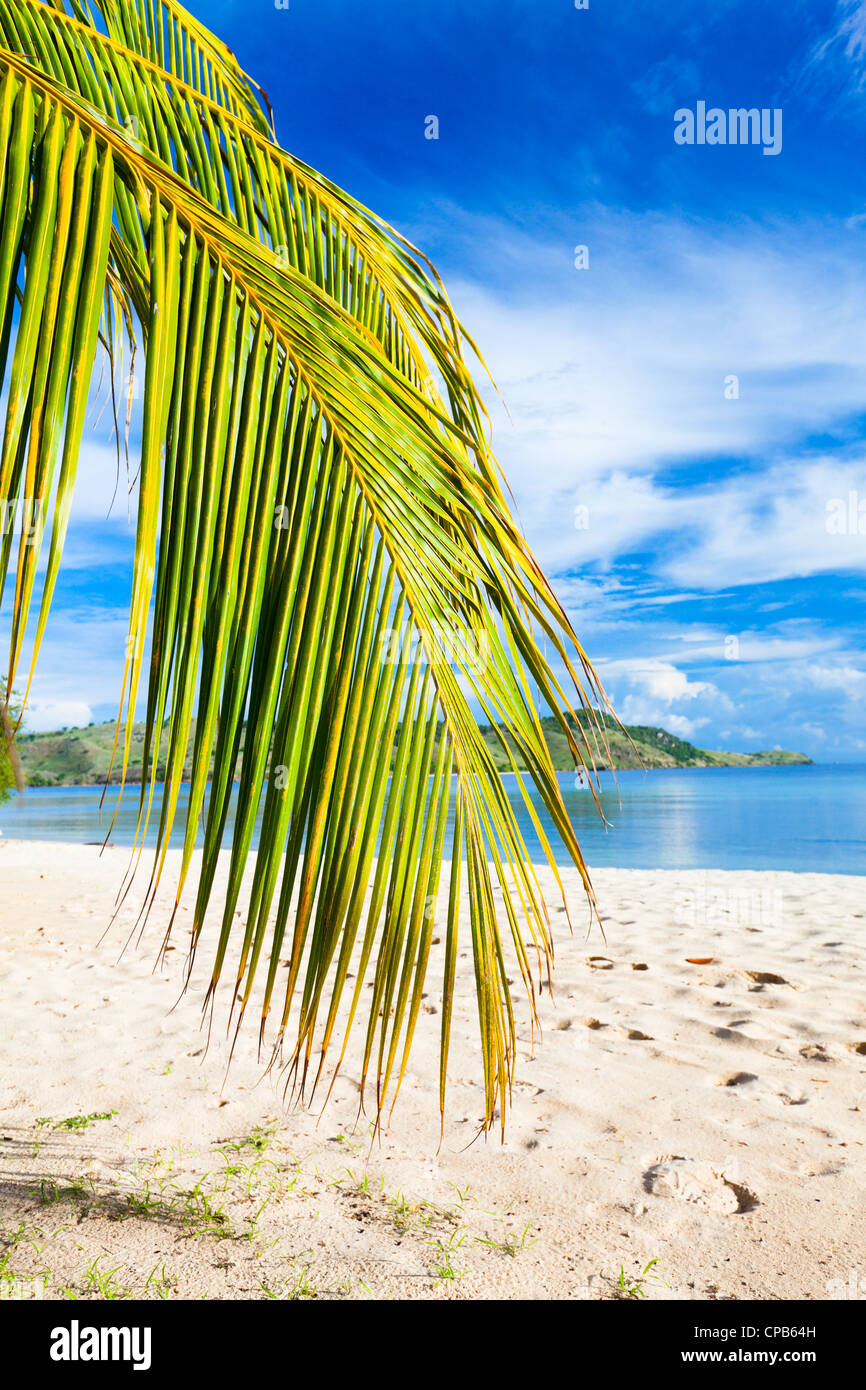 Coconut tree branch on the tropical beach Stock Photo - Alamy