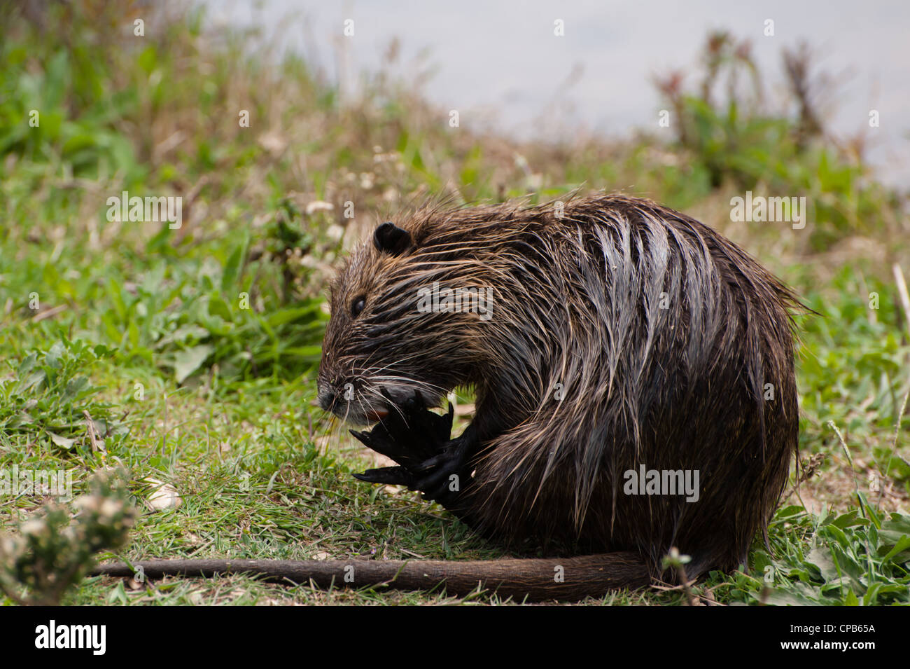 A nutria (Myocastor coypus) cleans his webbed feet in the Hula Valley ...