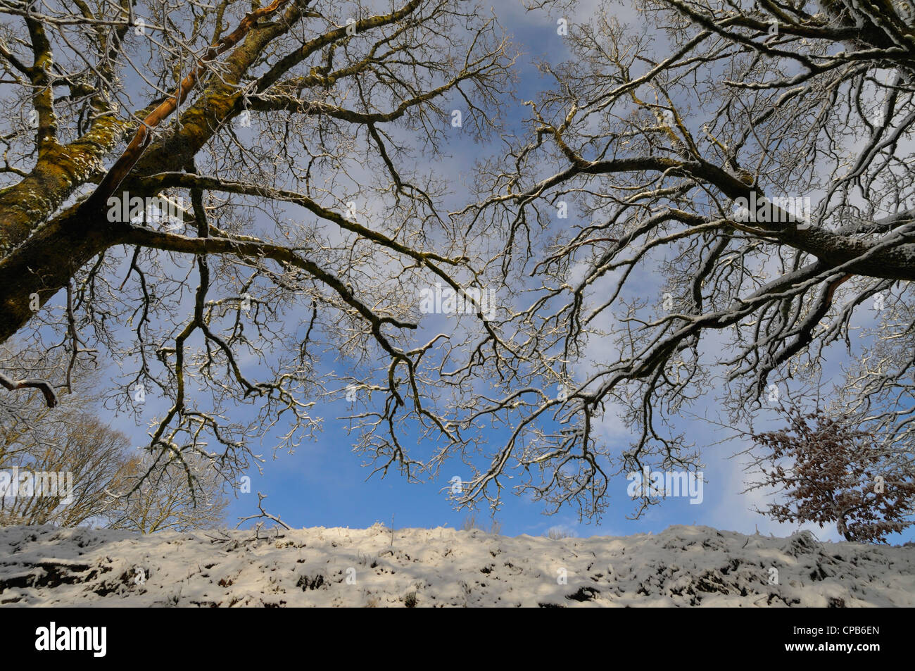 Copse stand trees hi-res stock photography and images - Alamy