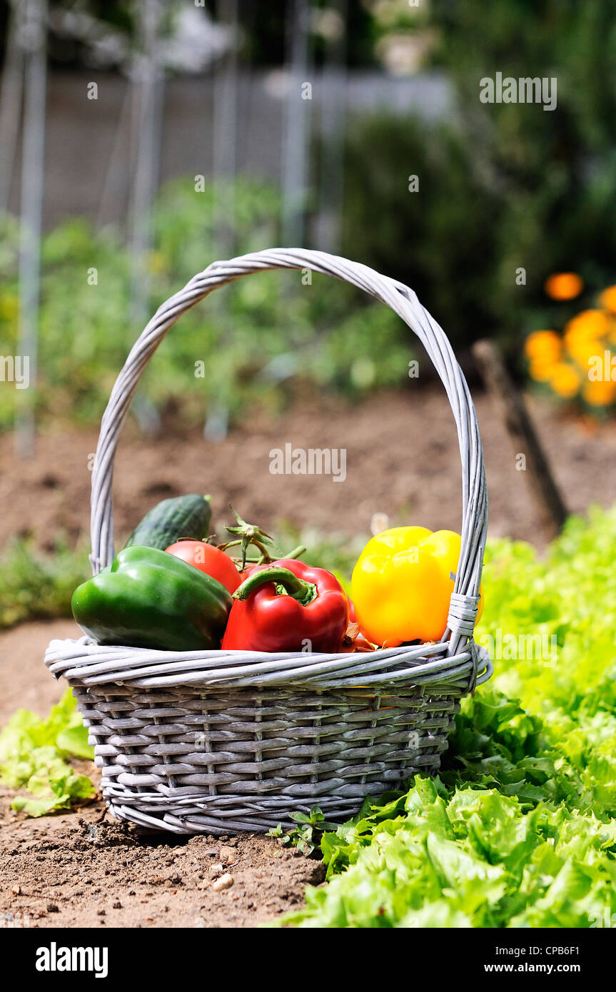 basket of vegetables and in a botanical garden Stock Photo - Alamy