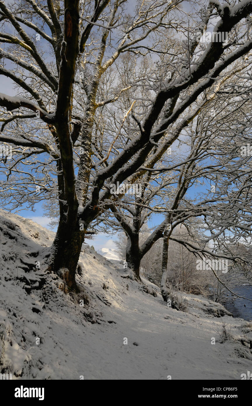 Trees in winter with a covering of new snow, Killin, Scotland Stock ...