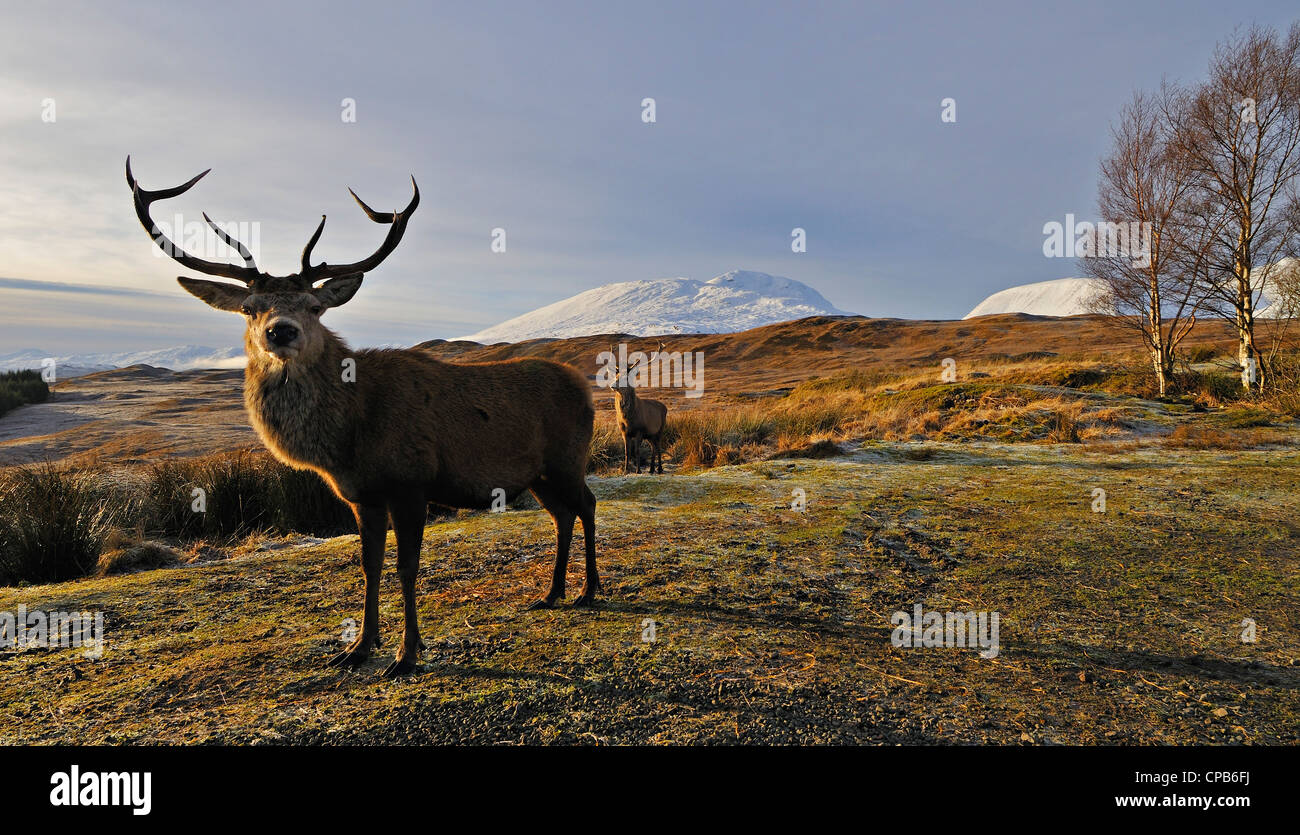 Scottish red deer stag in snow hi-res stock photography and images - Alamy