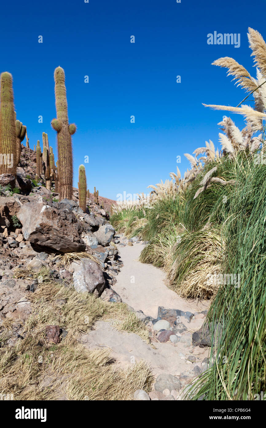 Cactus and pampas near Guatin, San Pedro de Atacama, Chile Stock Photo ...